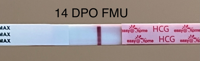 14 DPO first faint line? - Glow Community